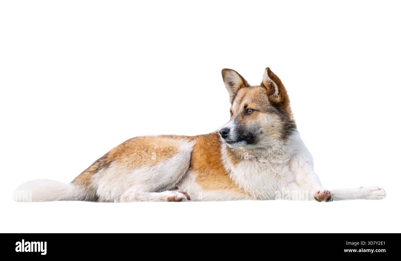 Mixed breed dog studio color background Cut Out Stock Images & Pictures ...