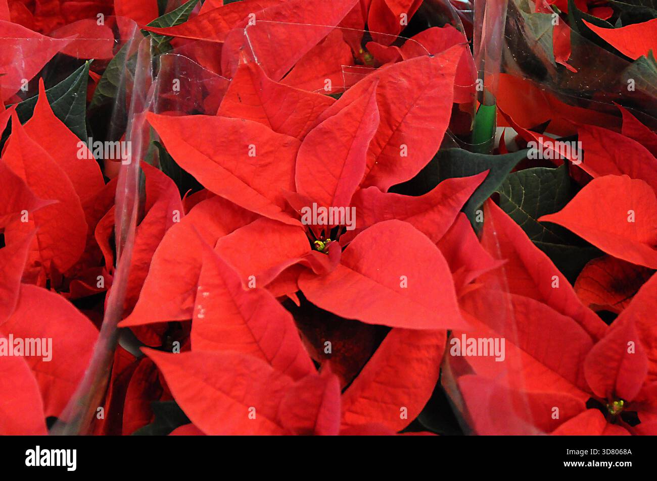 Copenhagen/Denmark/ 27 .november 2025/Christmas sta flowers sells ...