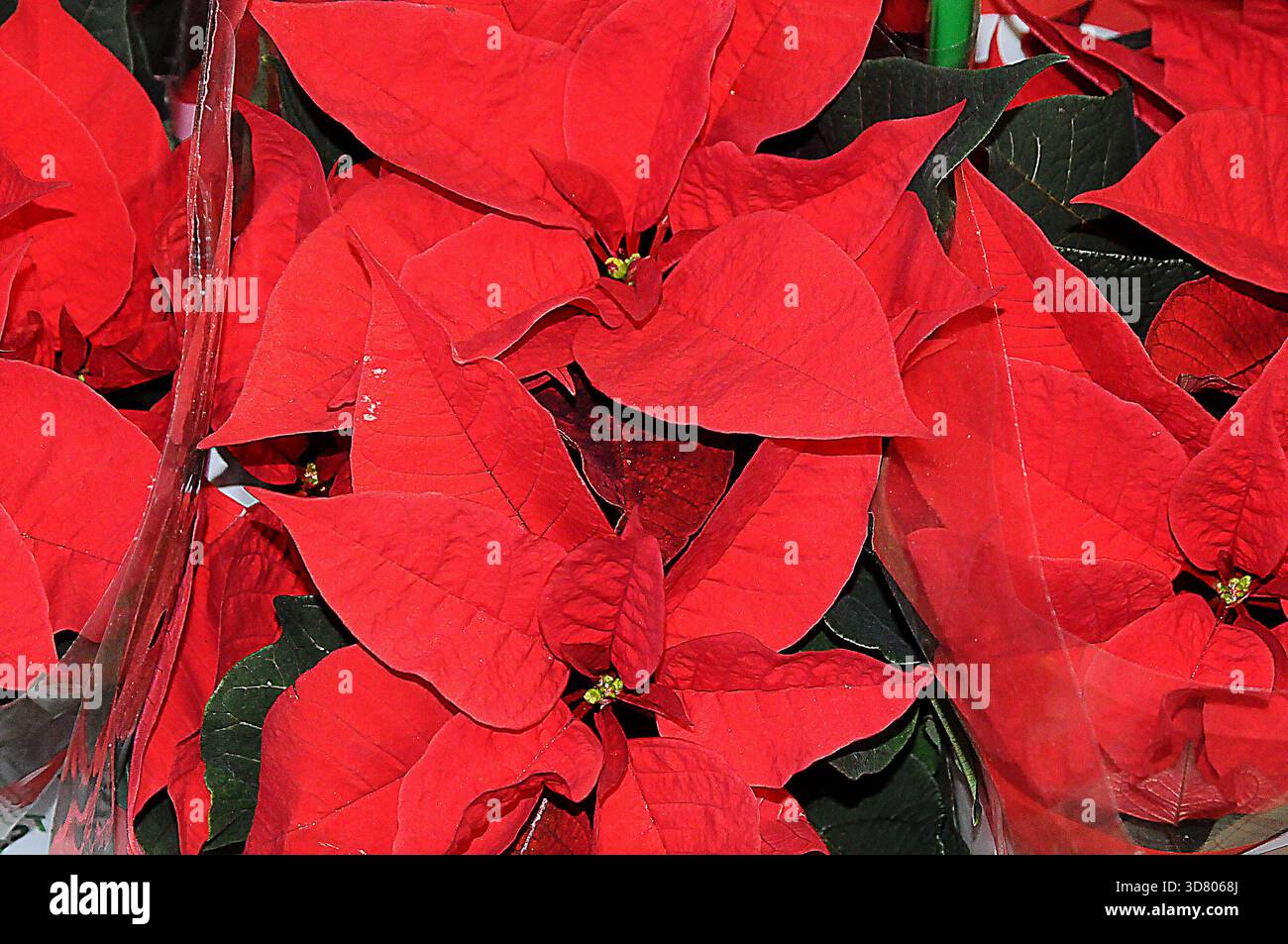 Copenhagen/Denmark/ 27 .november 2025/Christmas sta flowers sells ...