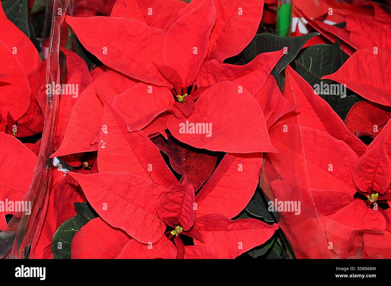 Copenhagen/Denmark/ 27 .november 2025/Christmas sta flowers sells ...