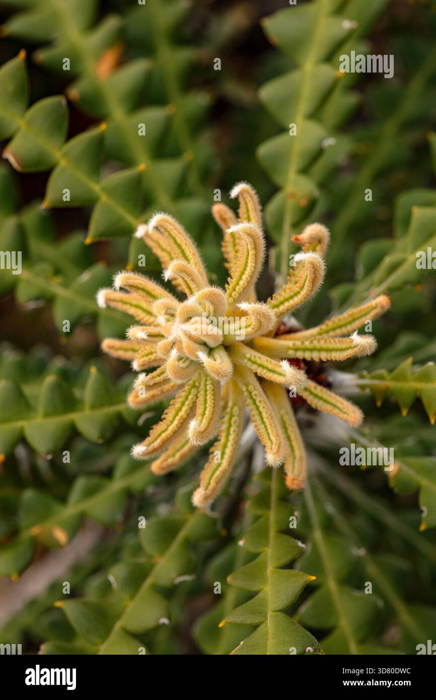 Roots exude chemicals that enhance mineral solubility hi-res stock ...
