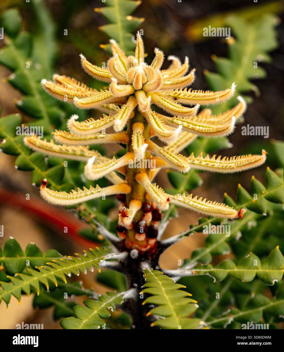 Roots exude chemicals that enhance mineral solubility hi-res stock ...