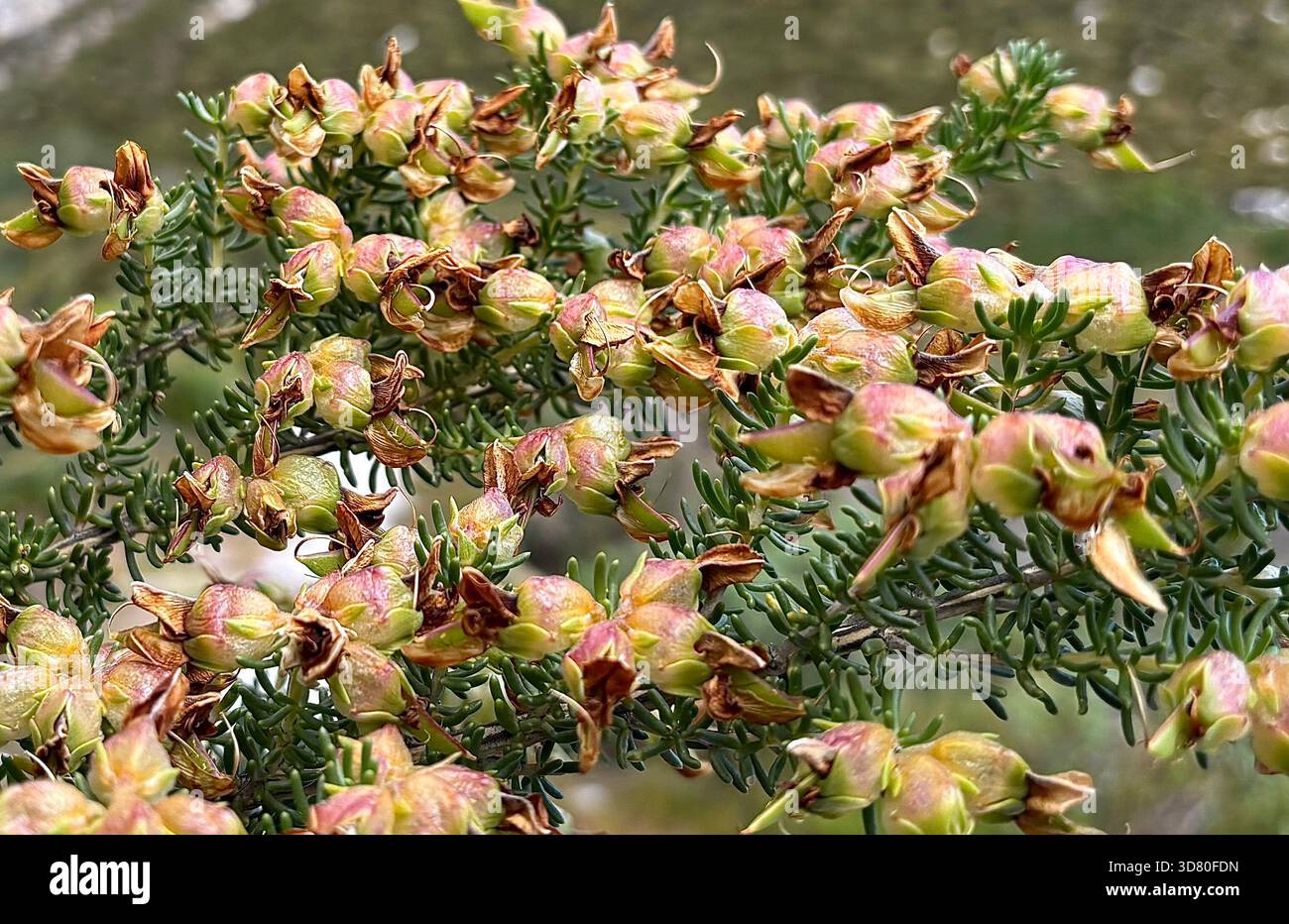 Macro close-up of seed pods on a green shrub, showing natural texture ...