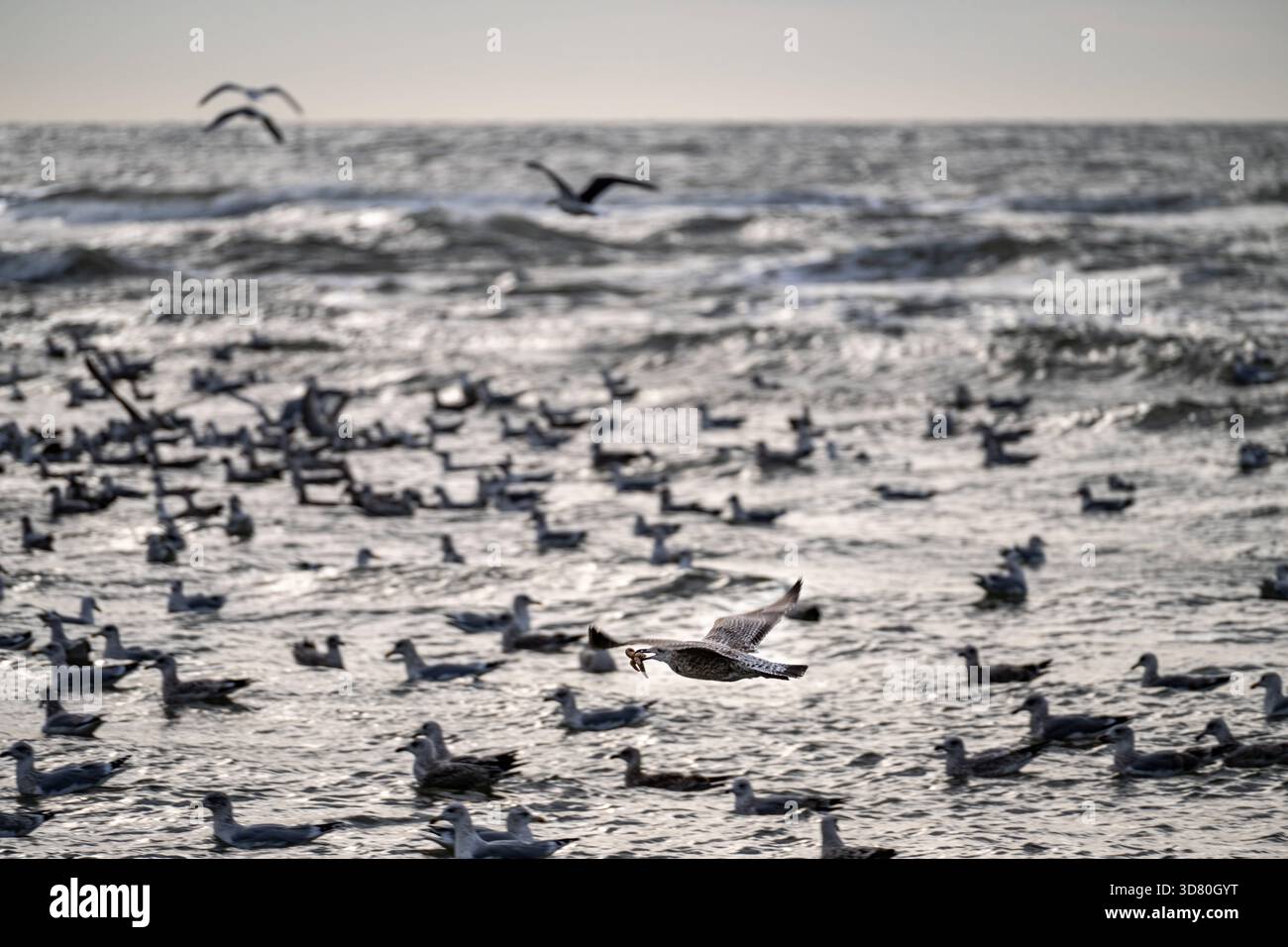Möwen foto hi-res stock photography and images - Alamy