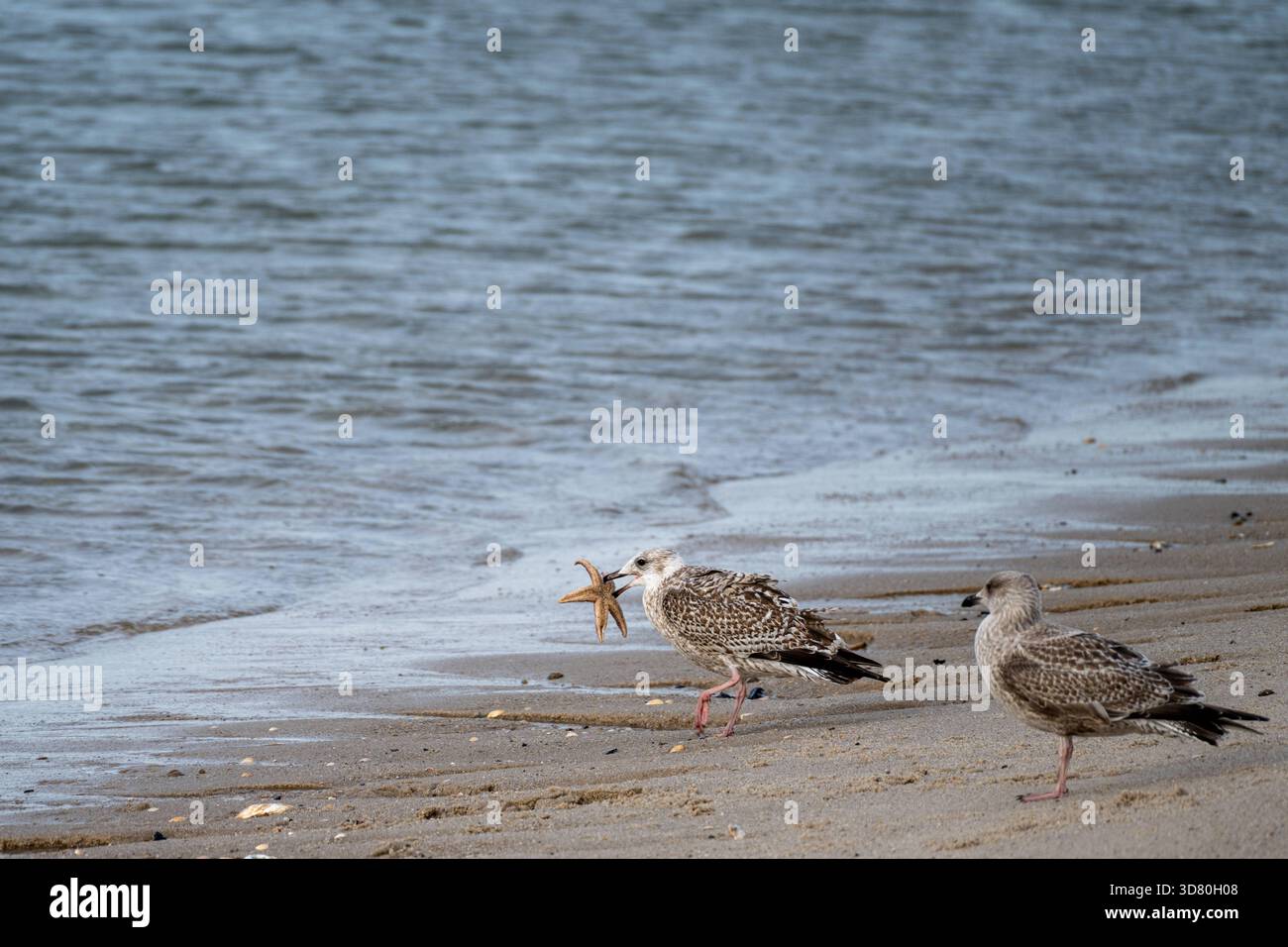 Sylt, Nordsee, Herbst, Sonne, Wind, - Sylt, Nordsee, Herbst, Sonne ...