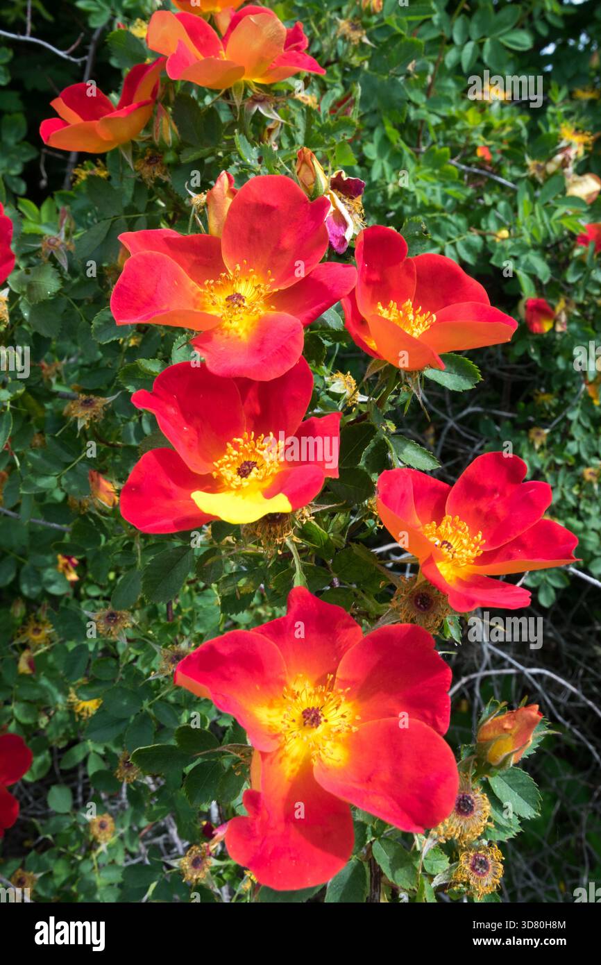 Upright bushy hi-res stock photography and images - Alamy