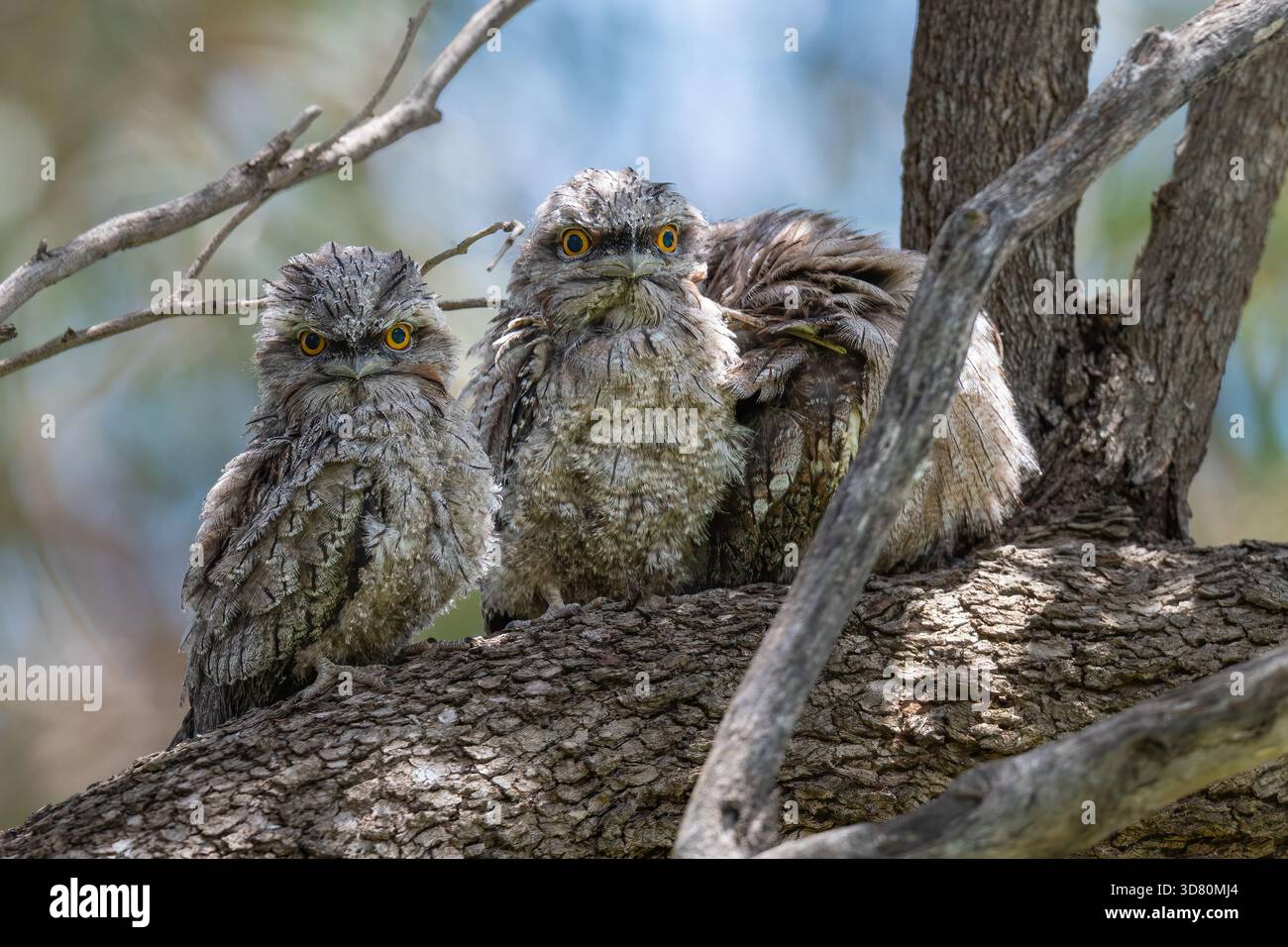 Tawny frogmouth (Podargus strigoides) chicks with their mother, Perth ...