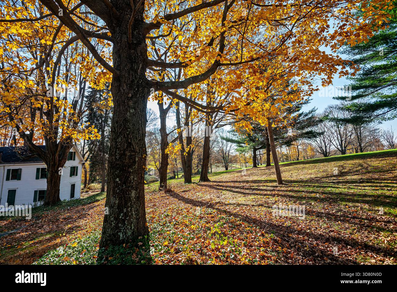 Showcasing large leaves hi-res stock photography and images - Alamy