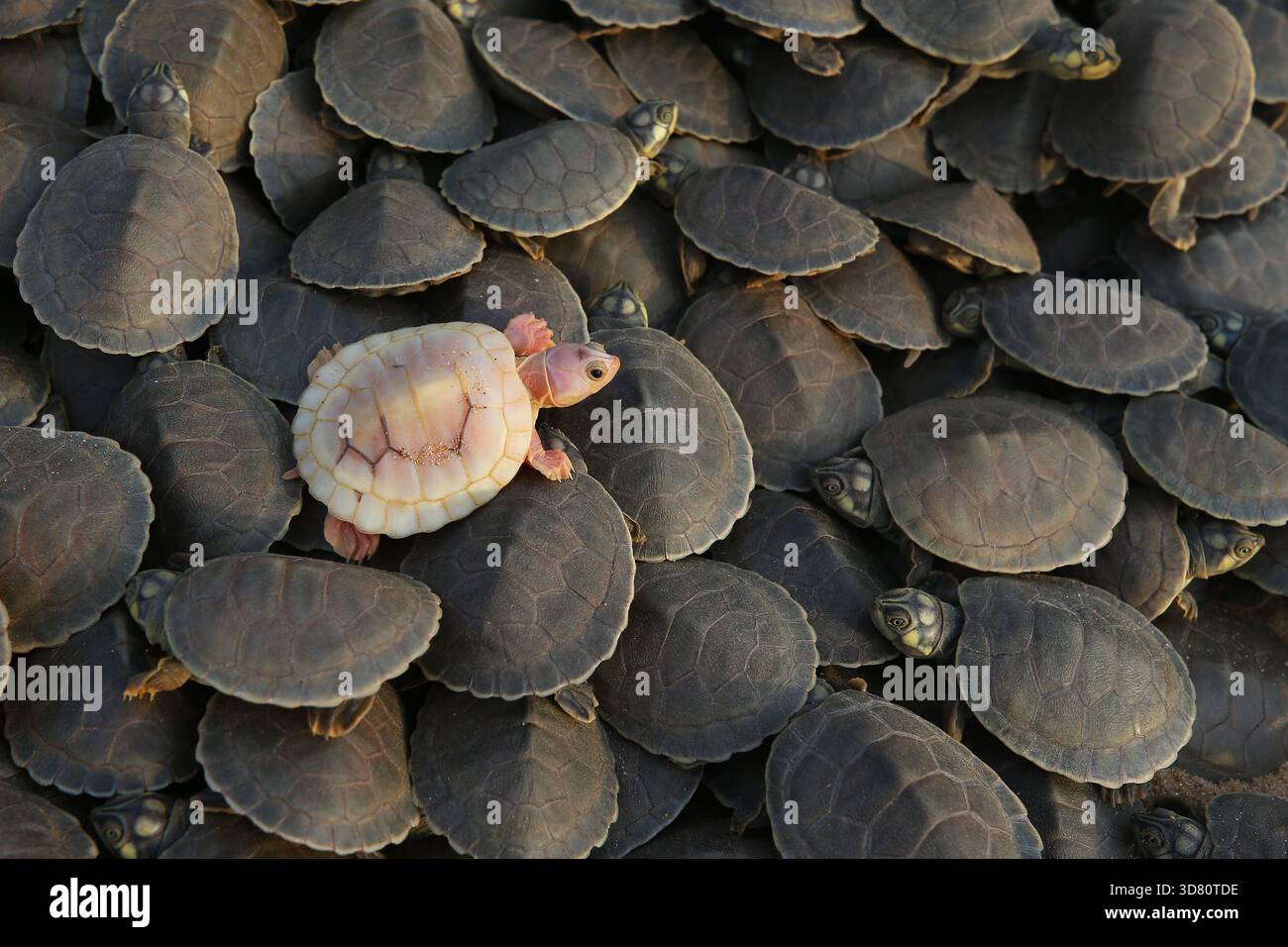 FILE - An albino turtle hatchling crawls over other giant Amazon river ...