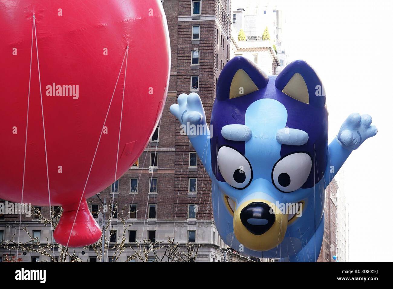 Bluey, Balloon out and about for Macy's Thanksgiving Day Parade, , New ...