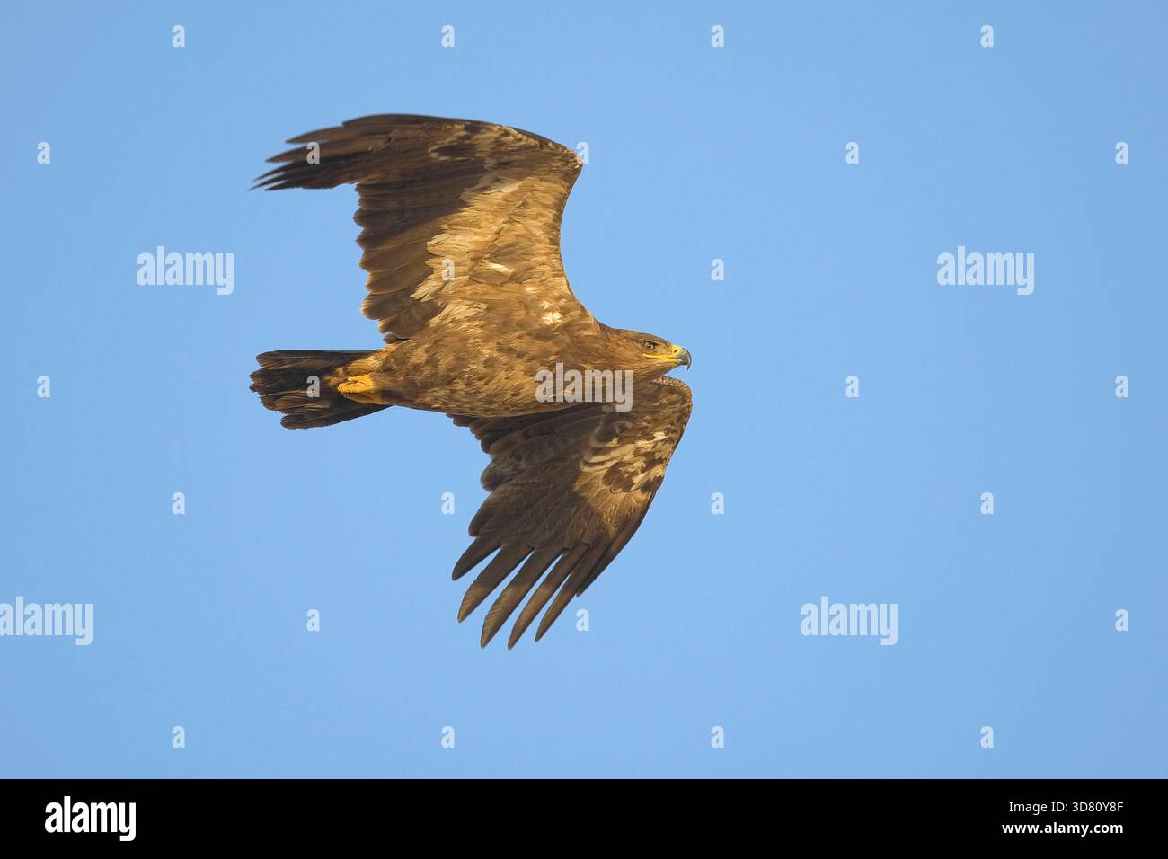 steppe eagle (Aquila nipalensis, Aquila rapax nipalensis), juvenile in ...