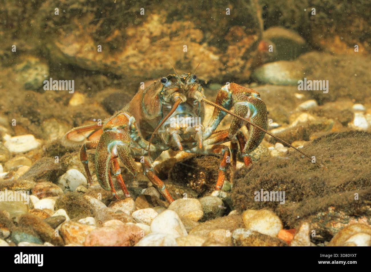 signal crayfish (Pacifastacus leniusculus), female, frontal view, with ...