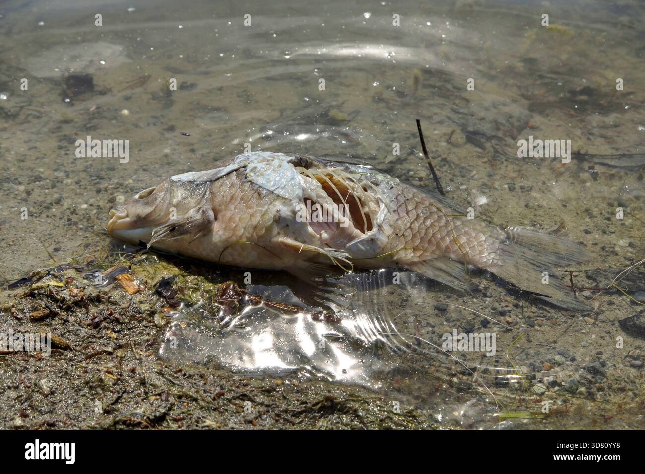 carp, common carp, European carp (Cyprinus carpio), dead fish at the ...