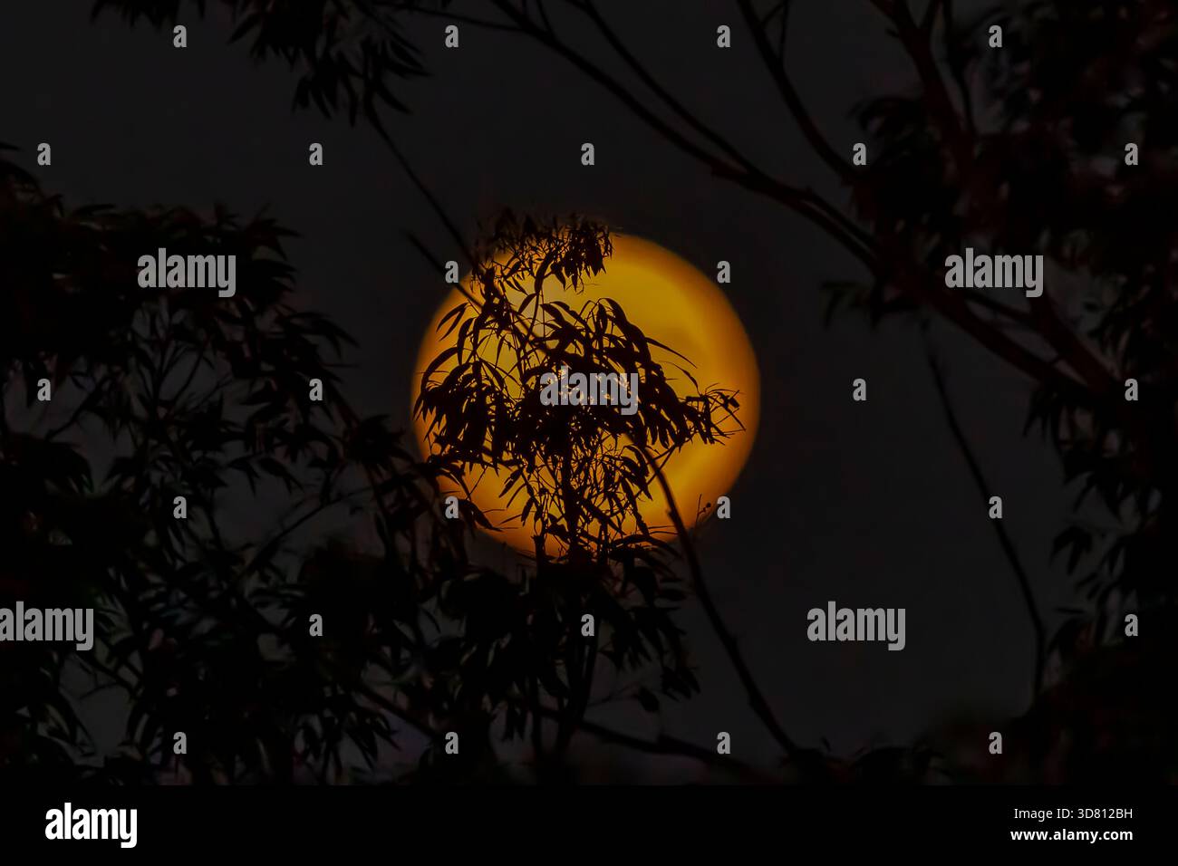 Photograph of the November 2025 Beaver Moon Super Moon over the Blue ...