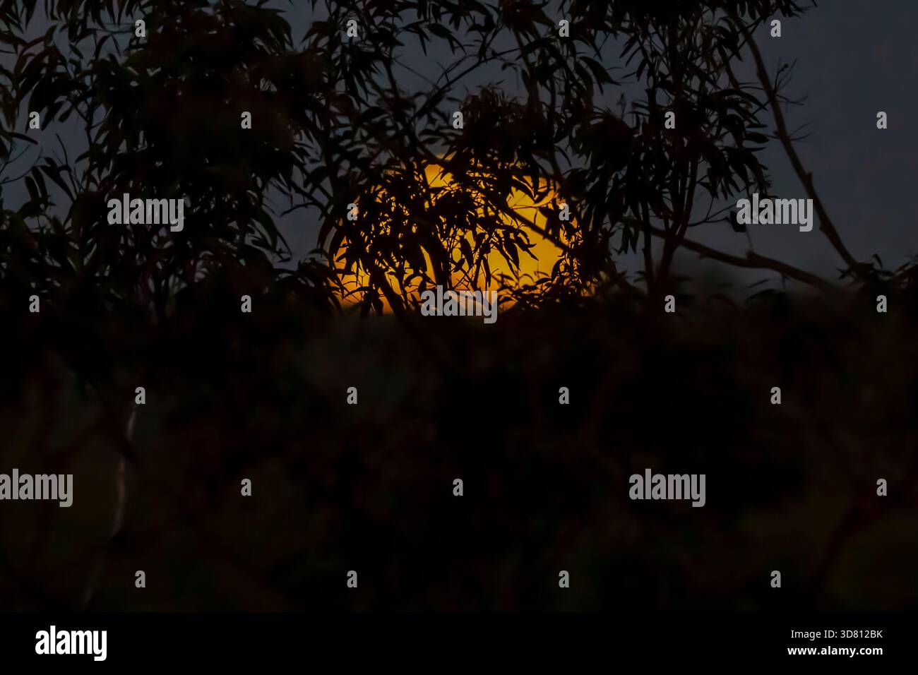 Photograph of the November 2025 Beaver Moon Super Moon over the Blue ...