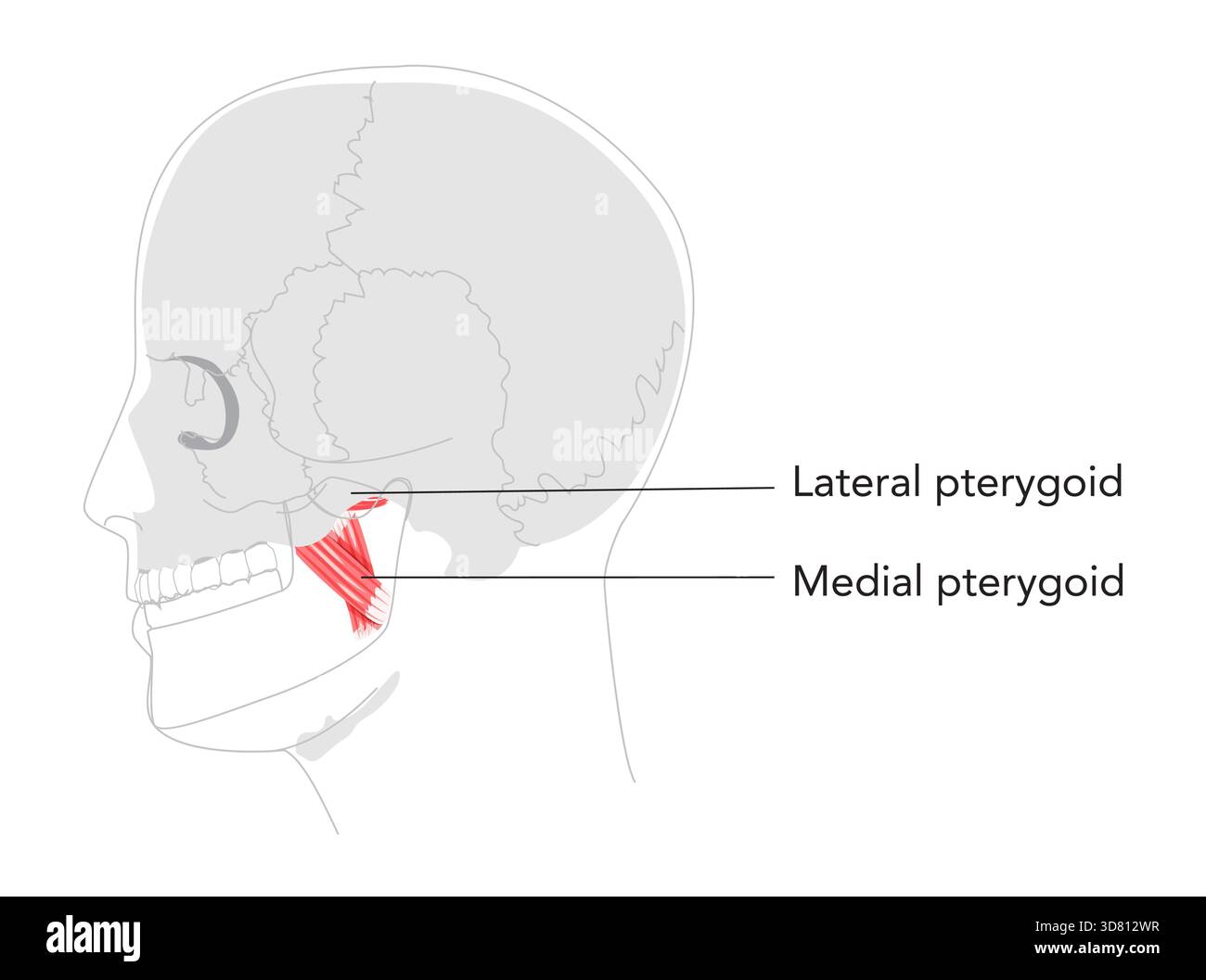 Bone anatomy labeled diagram Stock Vector Images - Alamy