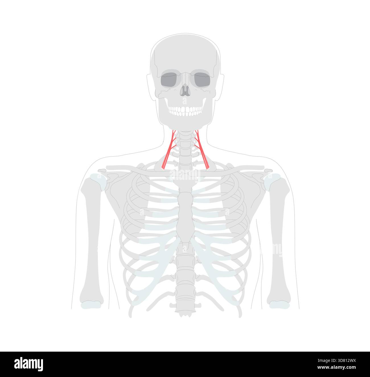 Face neck muscle anterior Stock Vector Images - Alamy