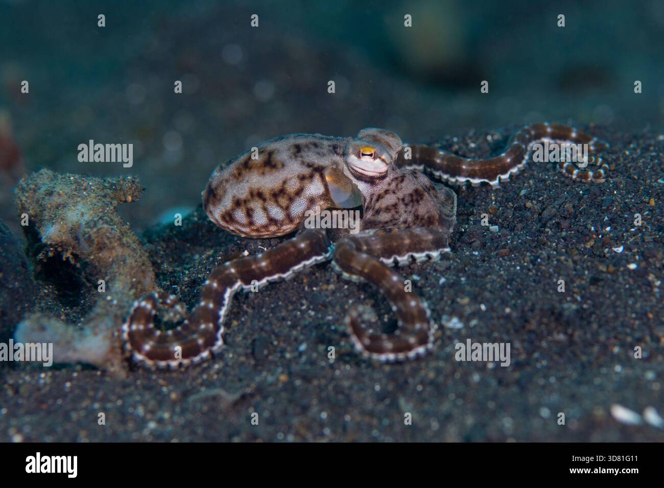 Octopus tentacles arms siphon hi-res stock photography and images - Alamy