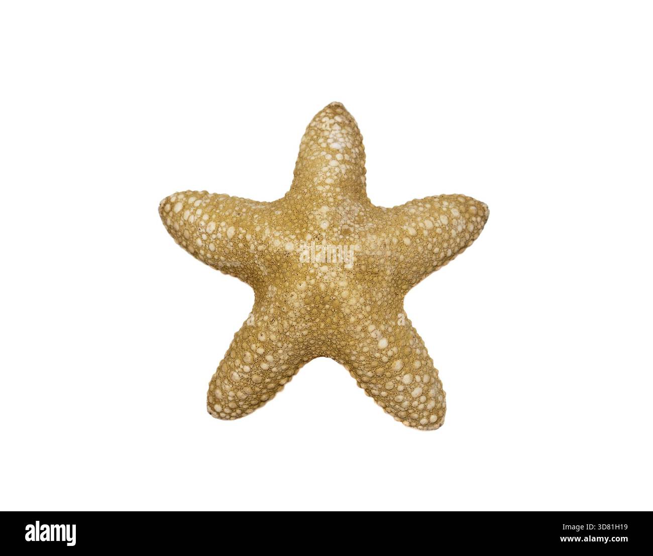 Starfish in water Cut Out Stock Images & Pictures - Alamy