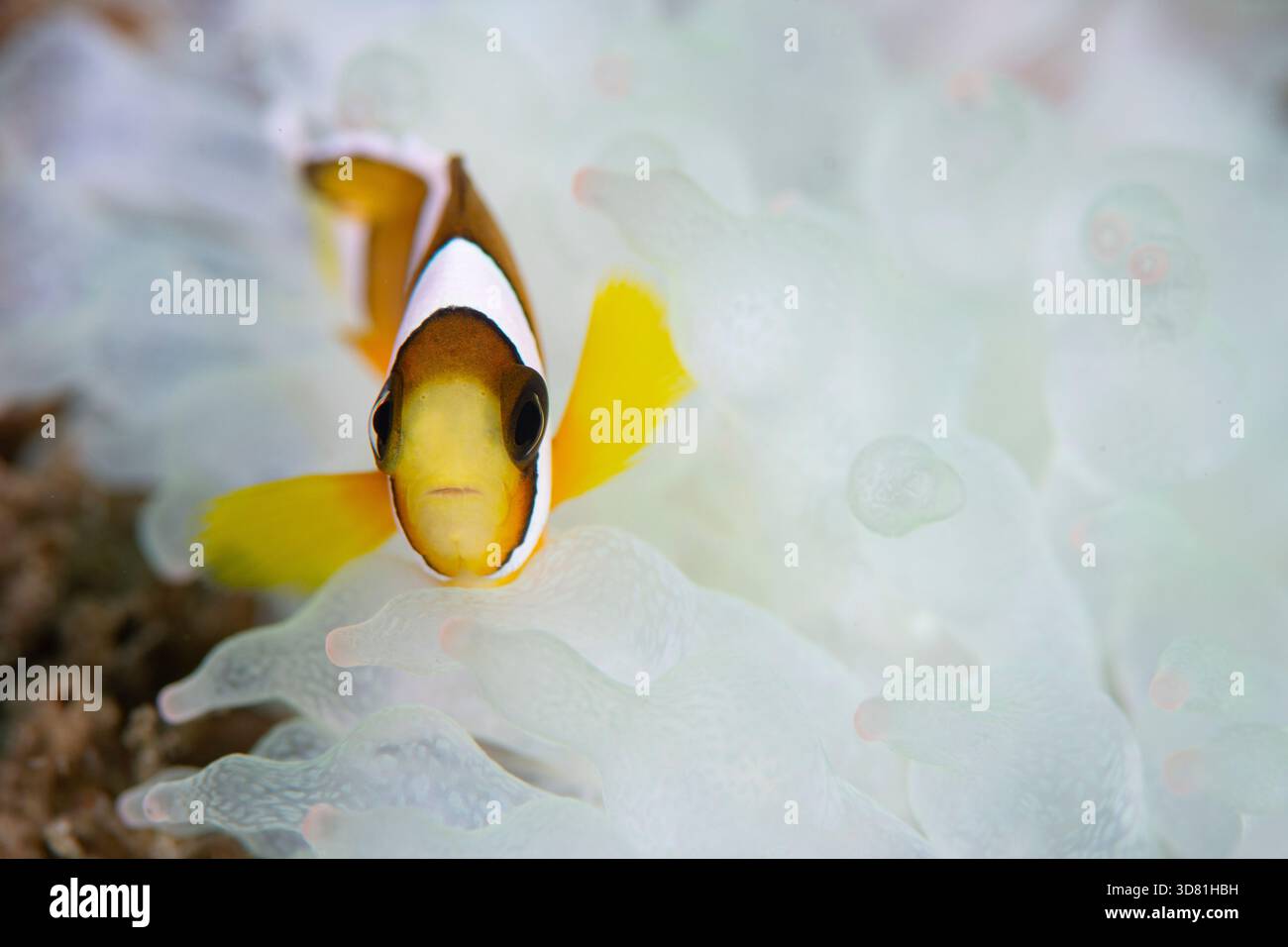 A juvenile Clark's anemonefish, Amphiprion clarkii, living in a ...