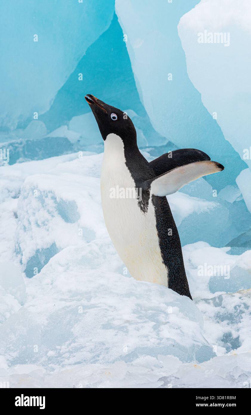 Adlie penguins in their environment hi-res stock photography and images ...