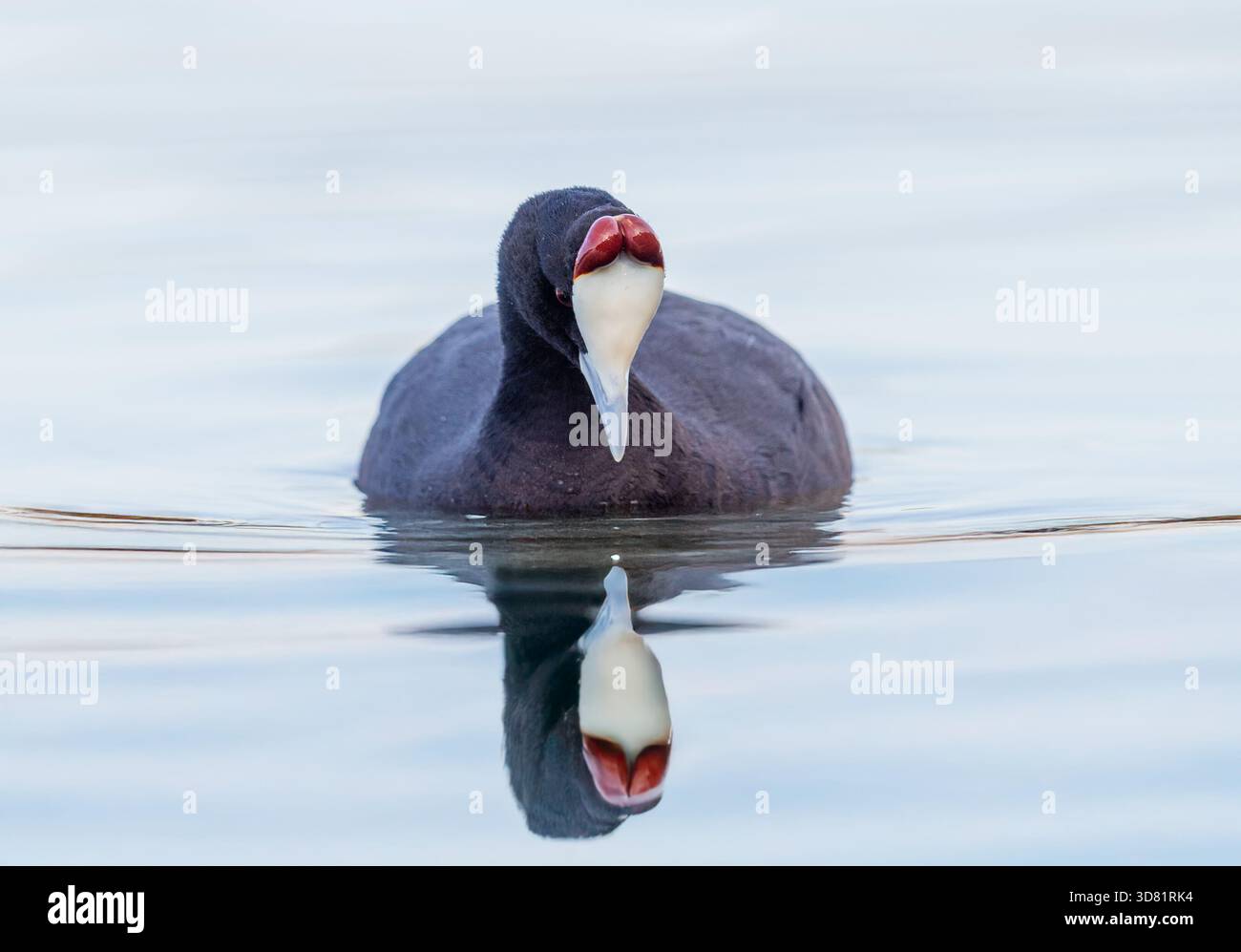 Red Knobbed Coot floating in a lake in Morocco Stock Photo - Alamy