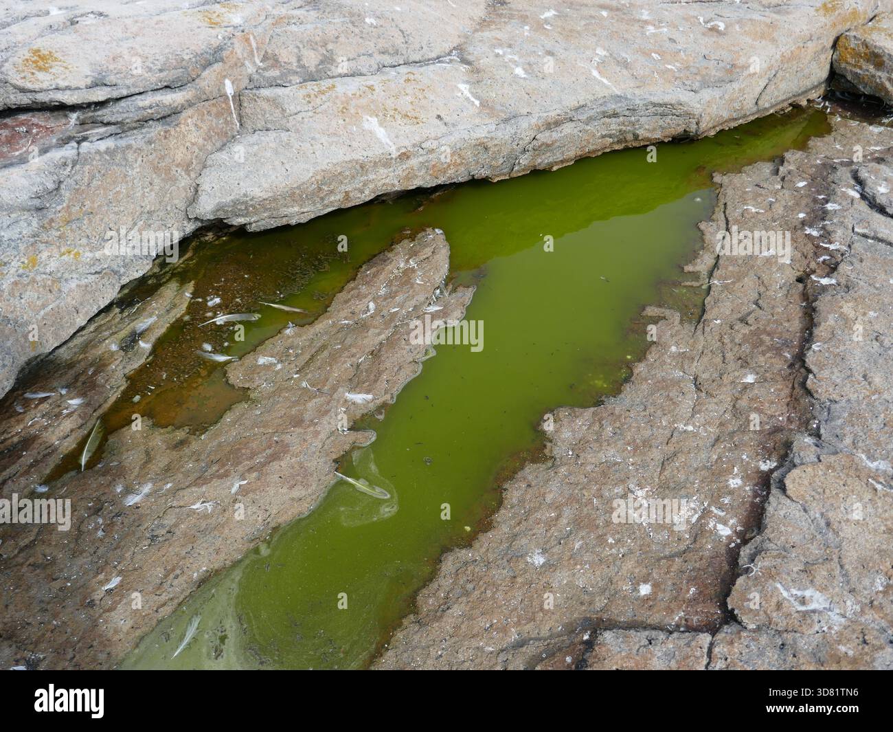 Green algae in intertidal hi-res stock photography and images - Alamy