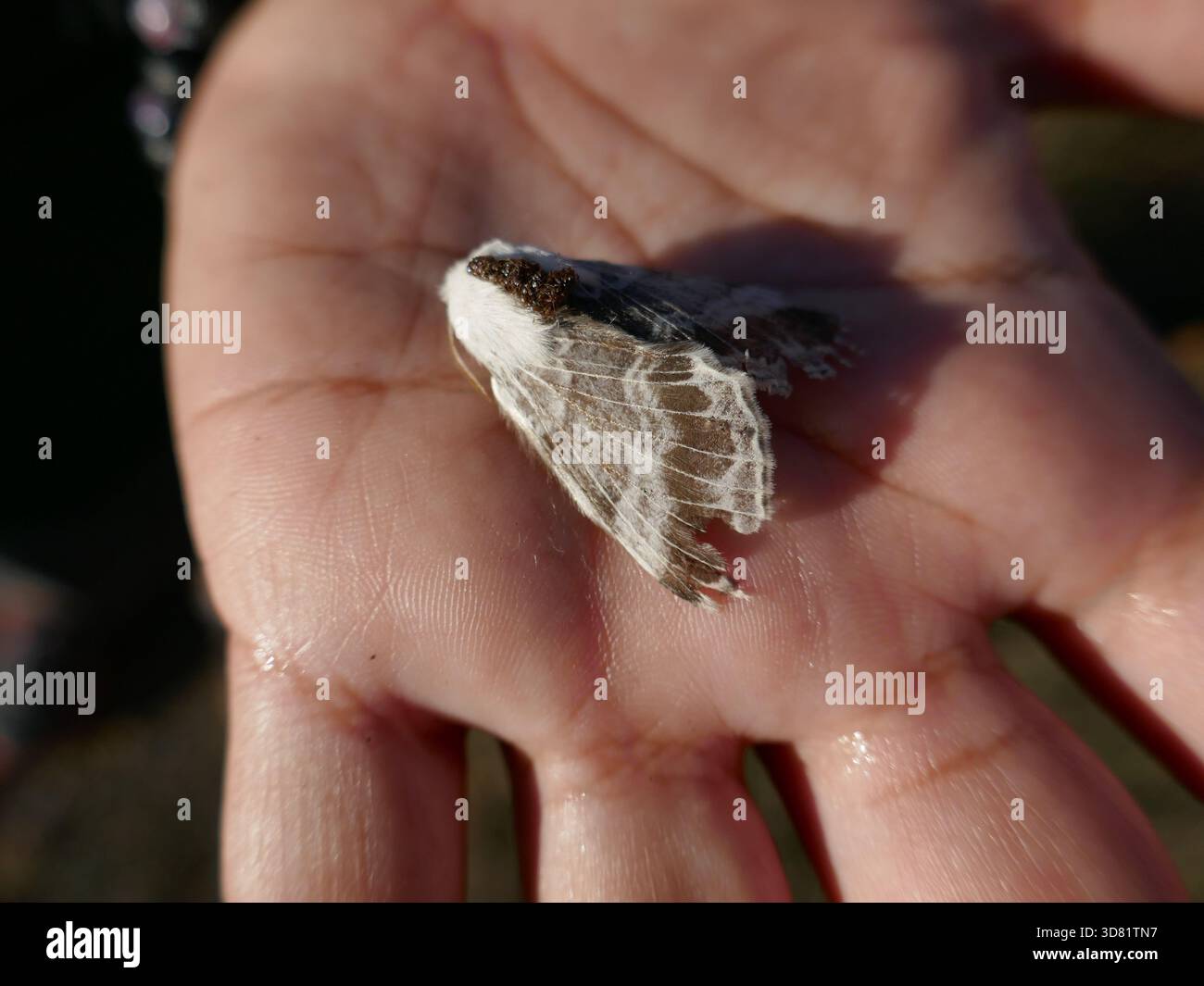 Insect species diversity hi-res stock photography and images - Alamy