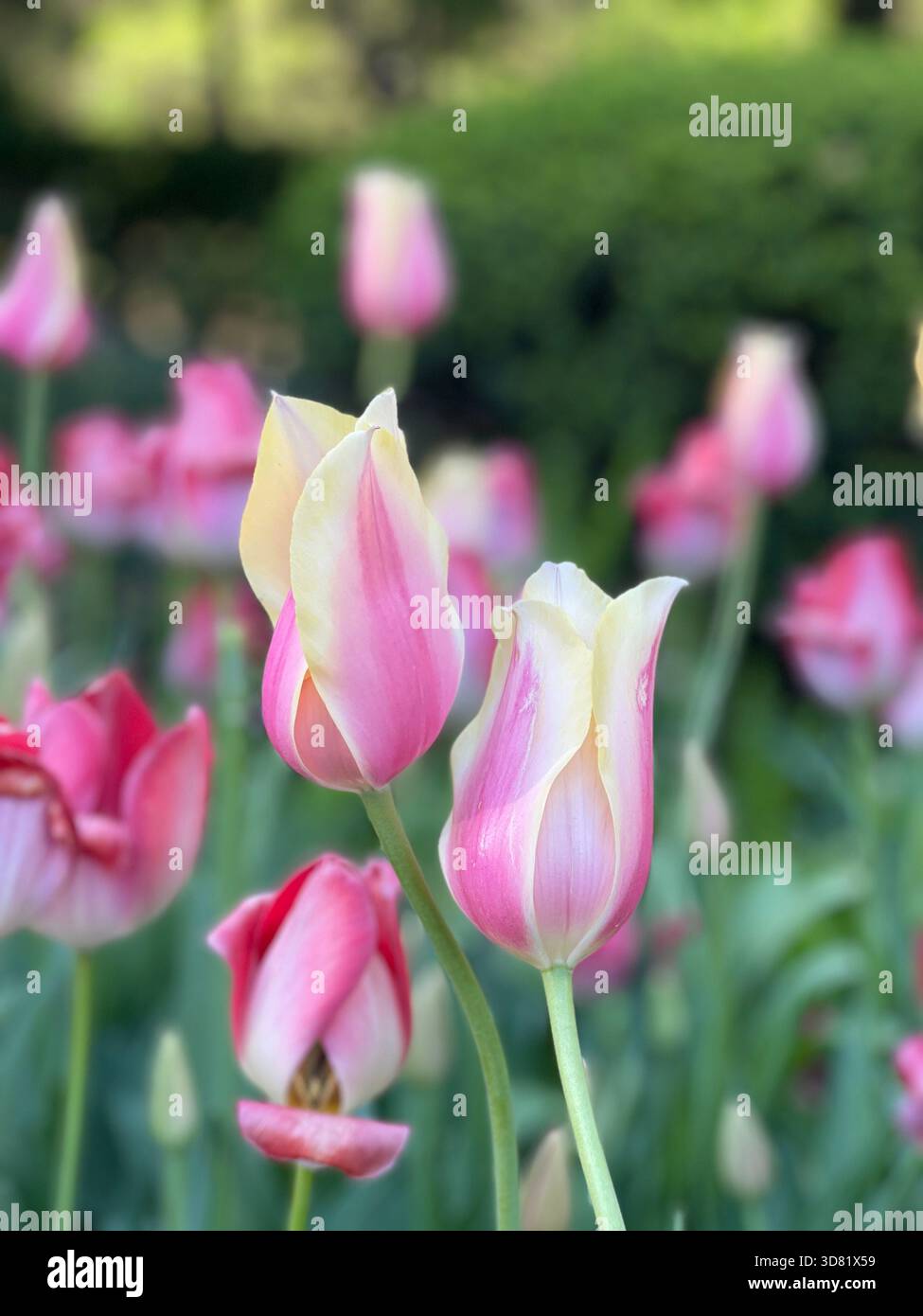 A soft blush of pink tulips lighting up Central Park in springtime ...