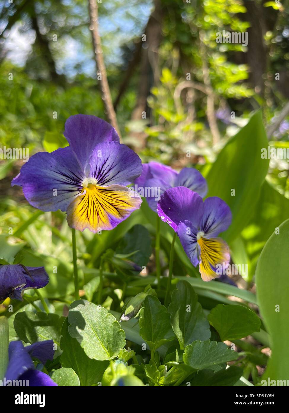Tiny yet vibrant Viola tricolor blooms bringing color to Central Park ...