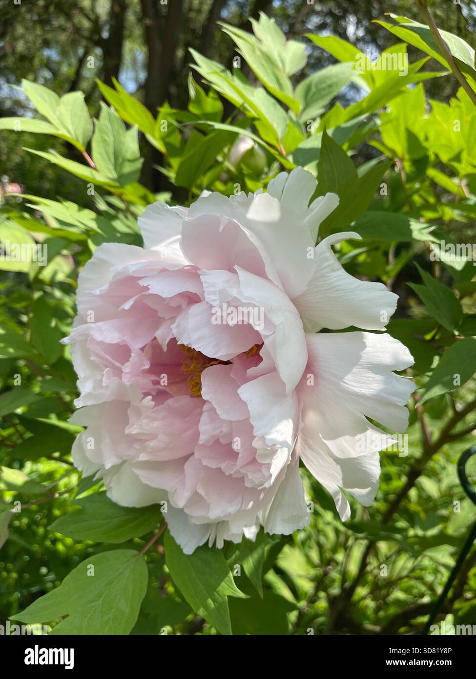 Soft pink peonies in full bloom adding elegance to Central Park, NYC ...