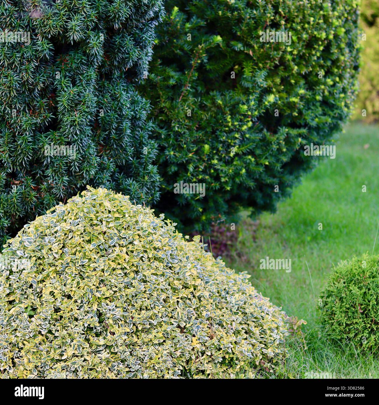 A composition of varied evergreen garden shrubs, including dark green ...