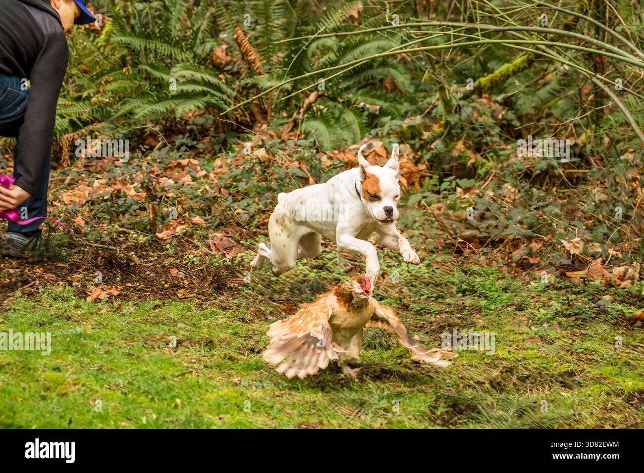 Issaquah, Washington, USA. Nikita, a Boxer puppy, on the loose, being ...