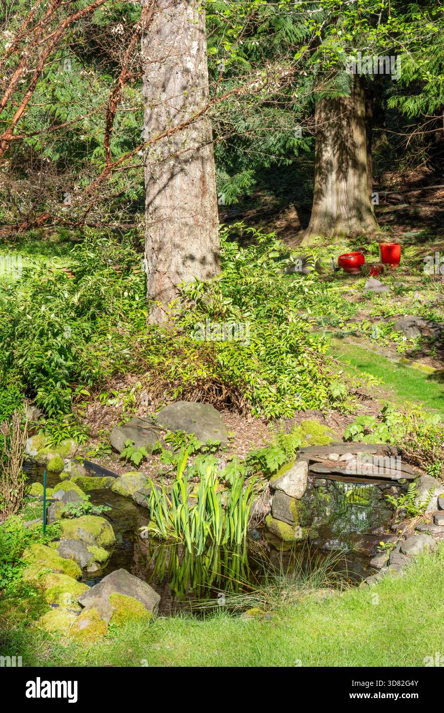 Issaquah, Washington, USA. Water feature backyard pond with waterfall ...