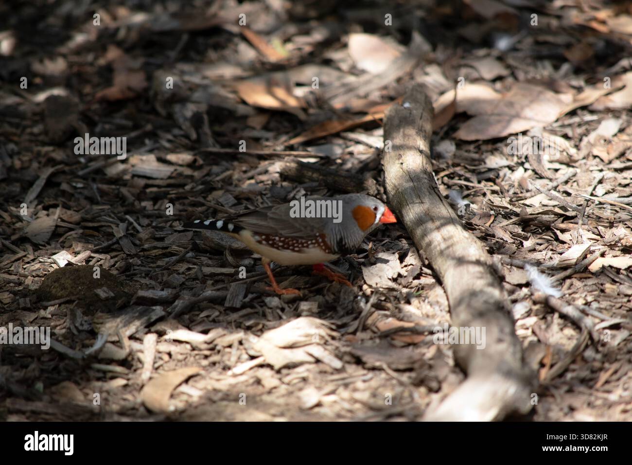 the male zebra finch has a grey body with a white under belly with a ...