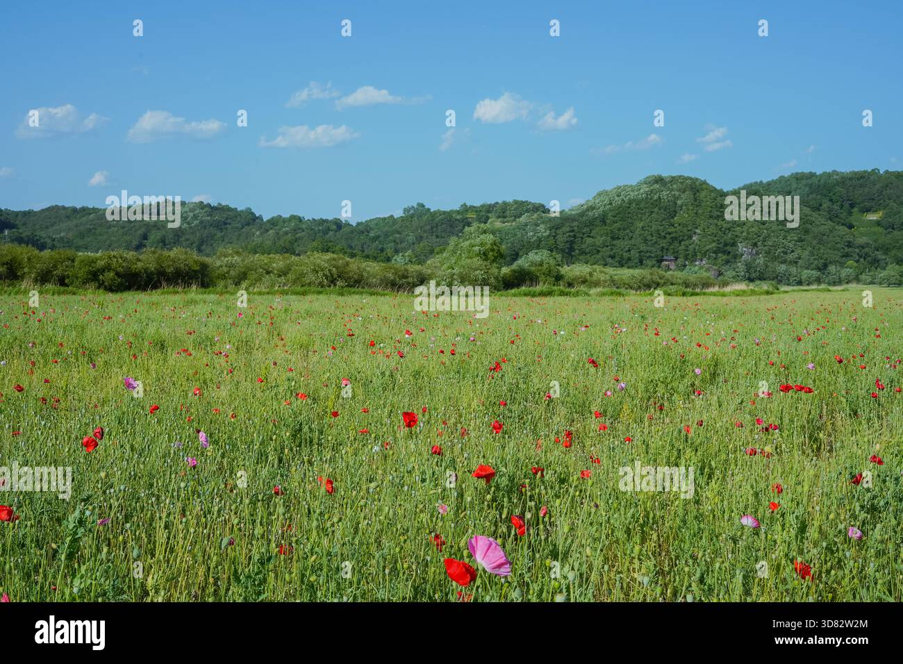 Meadow poppies under blue hi-res stock photography and images - Alamy