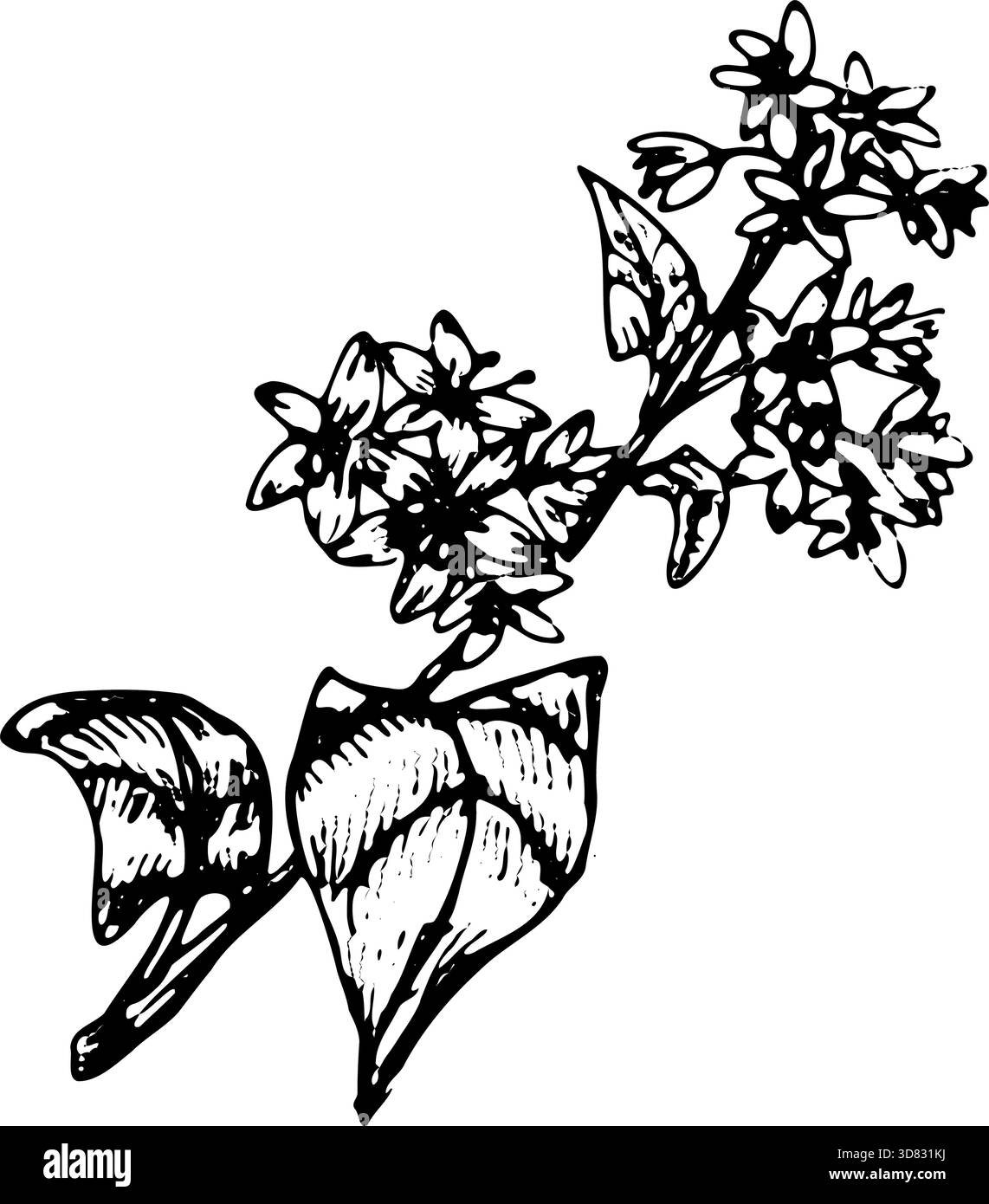 Vector drawing flowers grain Cut Out Stock Images & Pictures - Alamy