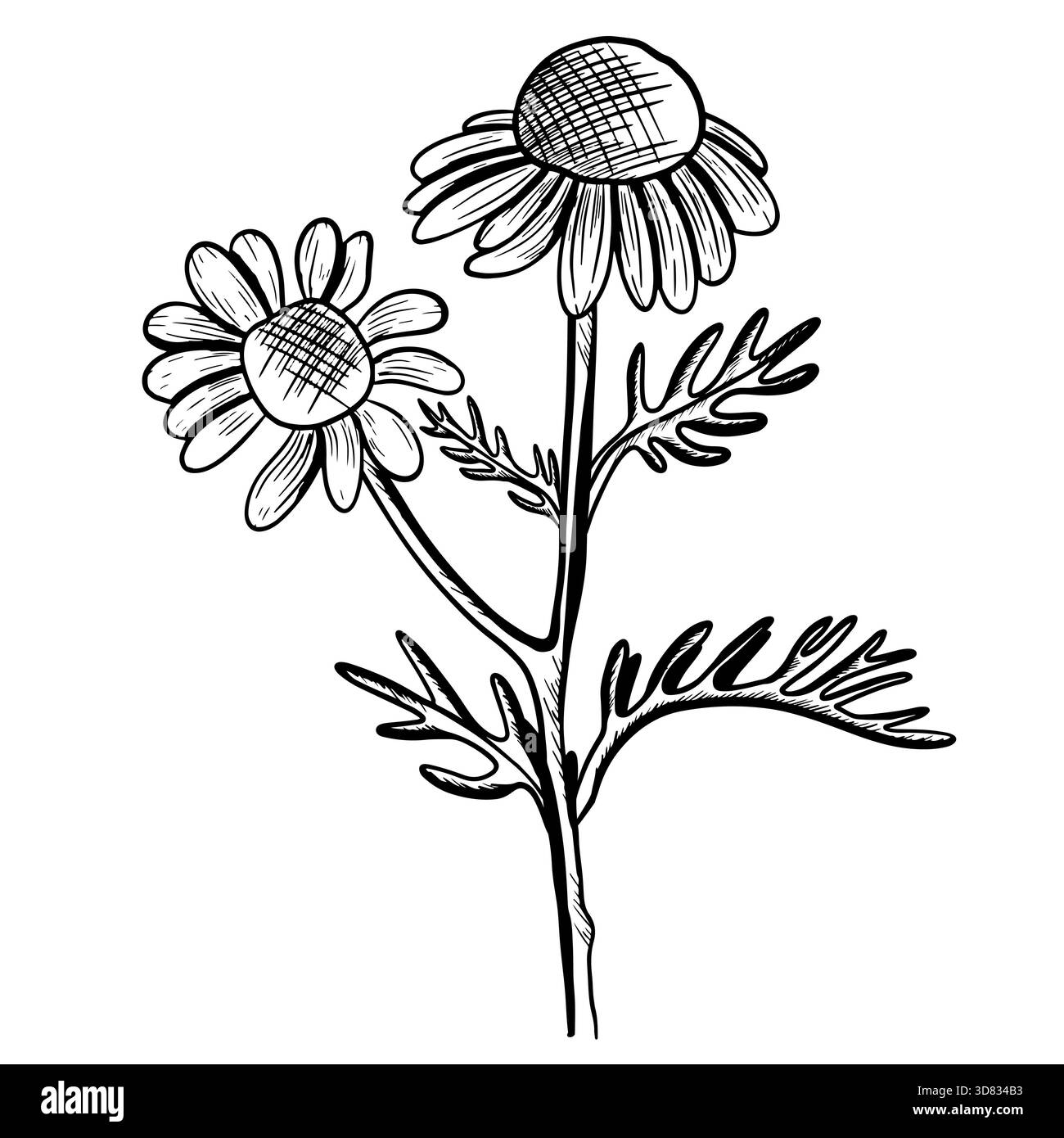 Flower vector set flowers Black and White Stock Photos & Images - Alamy