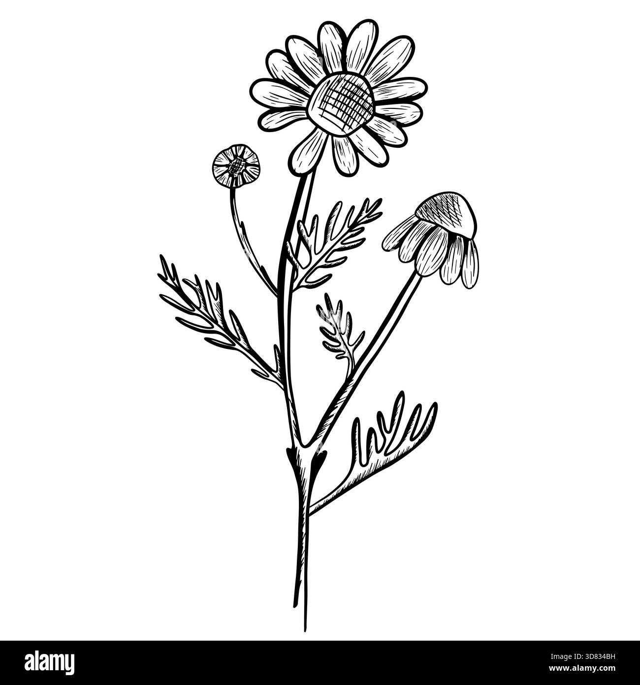 Blooming flower tea Black and White Stock Photos & Images - Alamy