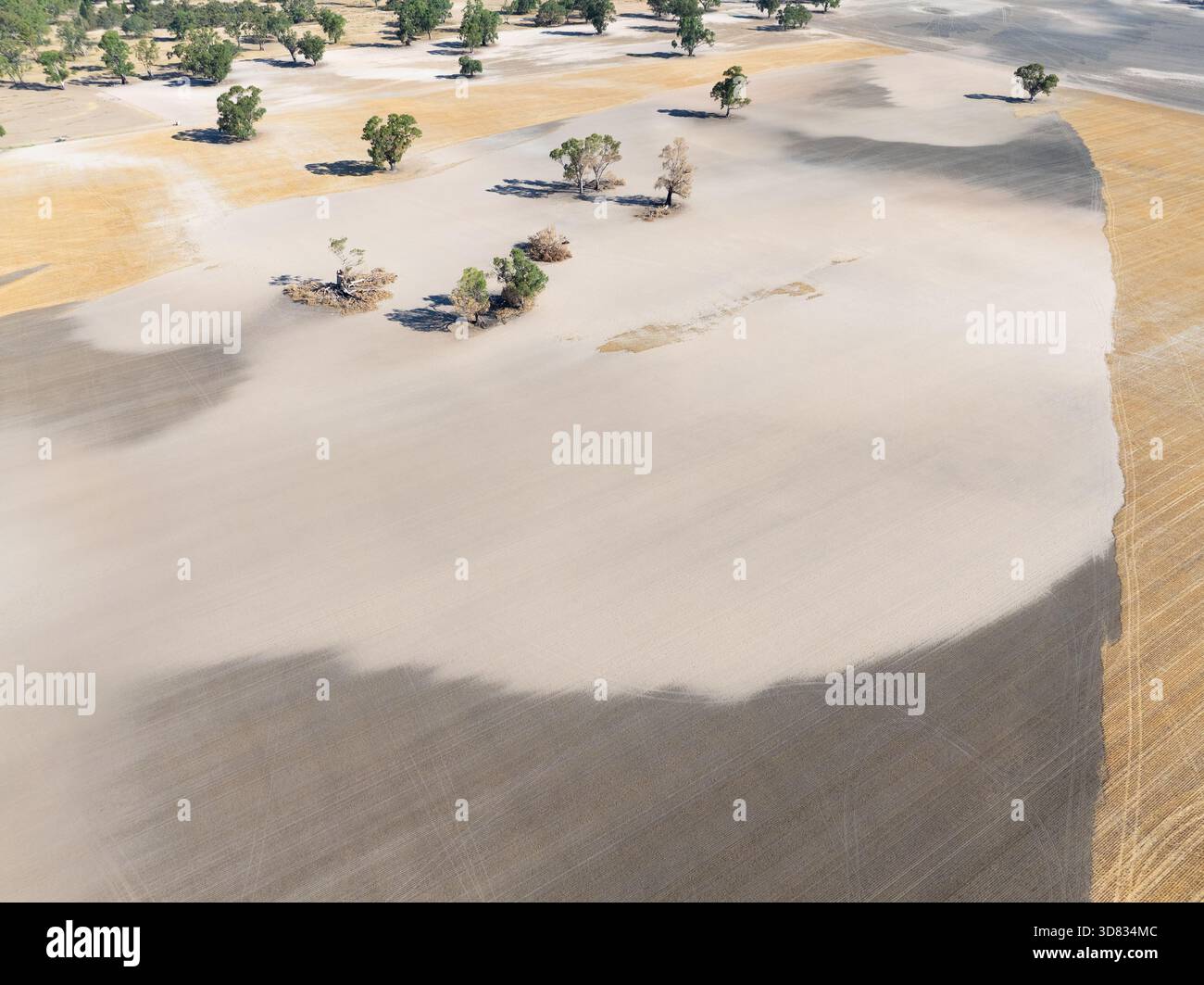Aerial view of burnt gum trees in a fire ravaged field turned to dust ...