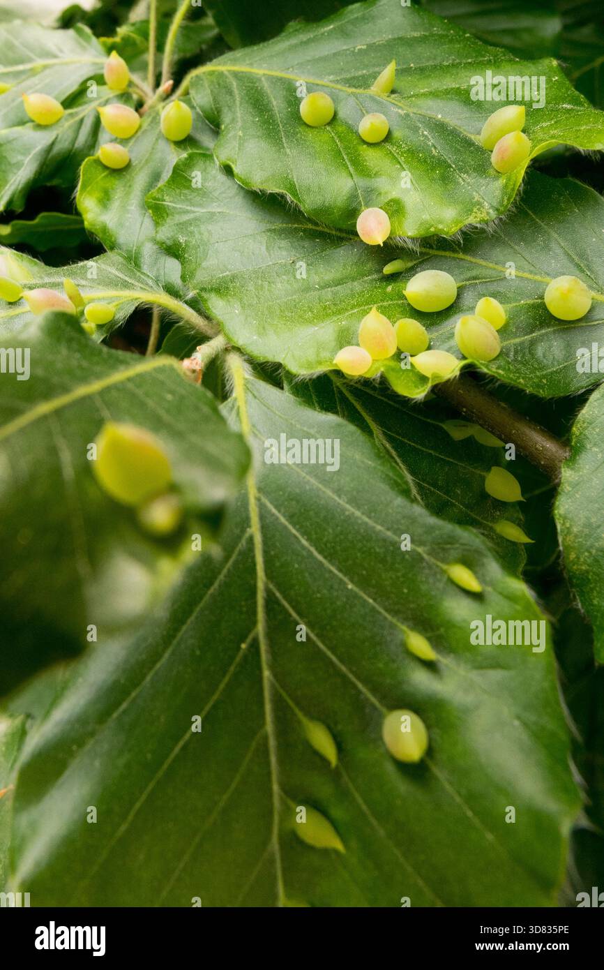 Galls on beech leaves hi-res stock photography and images - Alamy