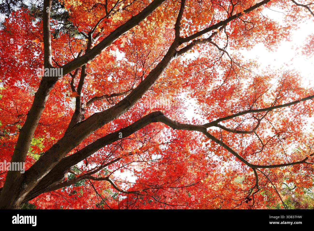 Maple leaves in Shanghai, China, 27 November, 2025 Stock Photo - Alamy