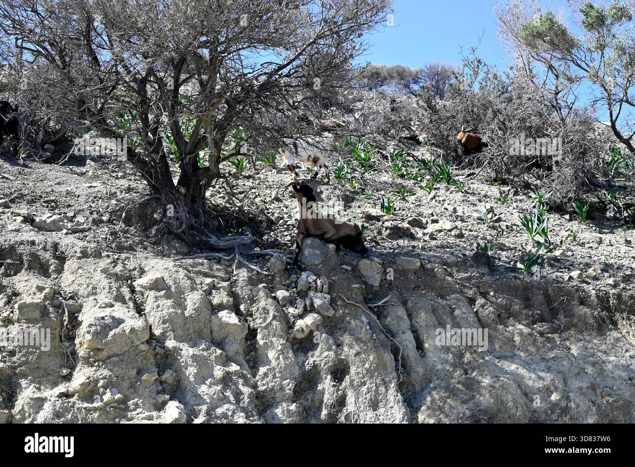 Cretan Goats alone and in groups, Crete, Greece Stock Photo - Alamy