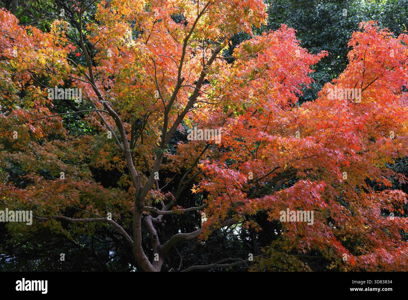 Maple leaves in Shanghai, China, 27 November, 2025 Stock Photo - Alamy