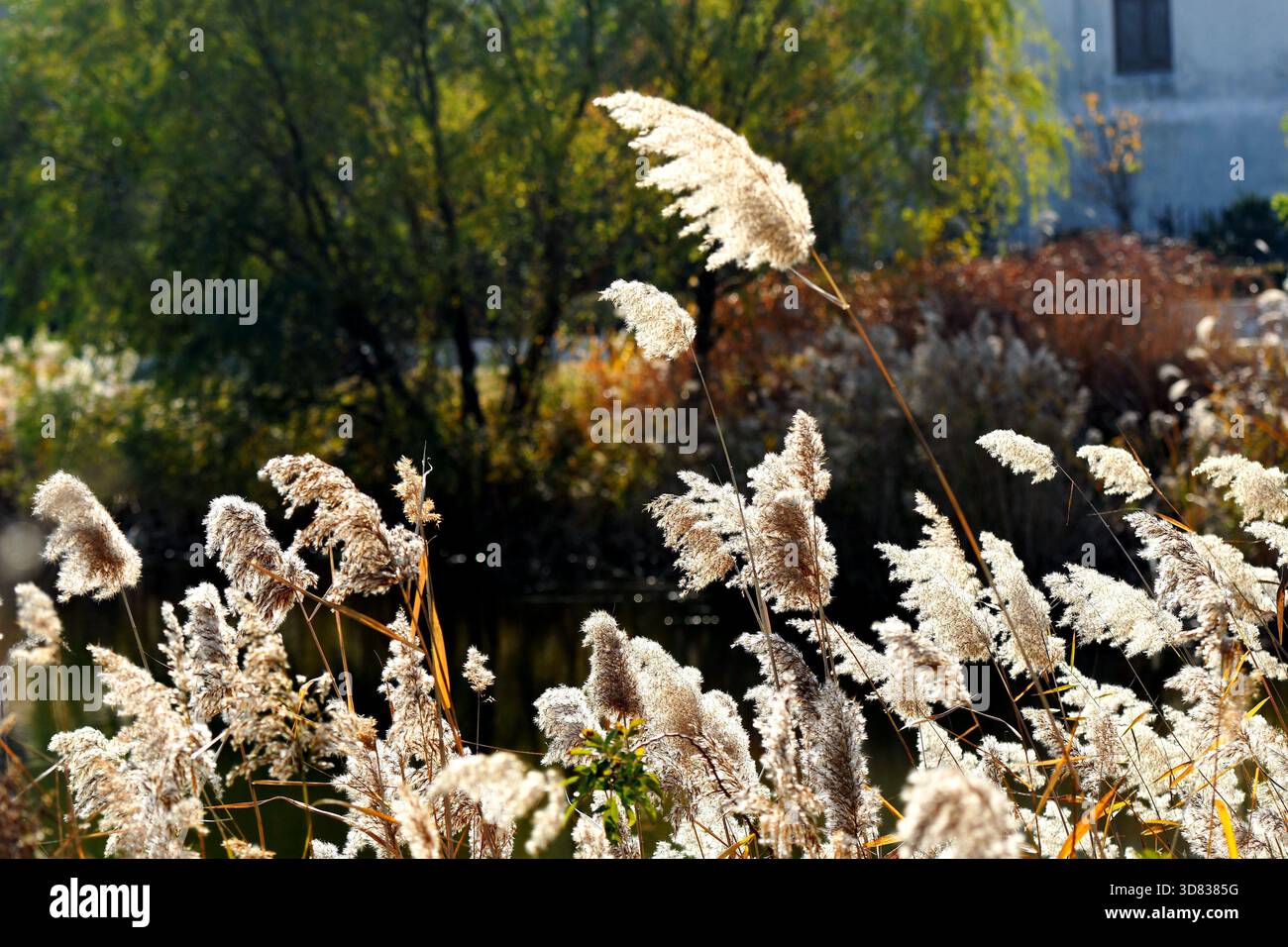 Clusters of reed catkins bloom in Qingdao City, east China's Shandong ...