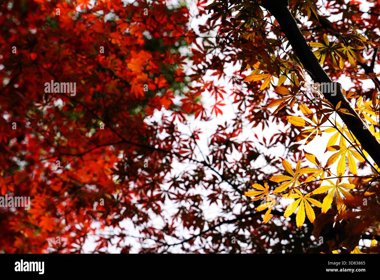 Maple leaves in Shanghai, China, 27 November, 2025 Stock Photo - Alamy