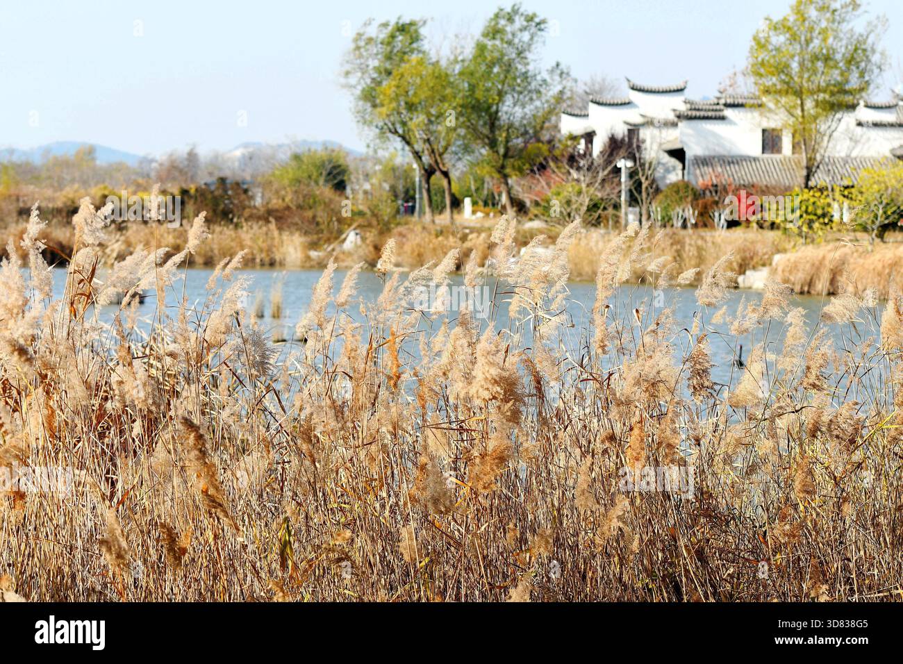 Clusters of reed catkins bloom in Qingdao City, east China's Shandong ...