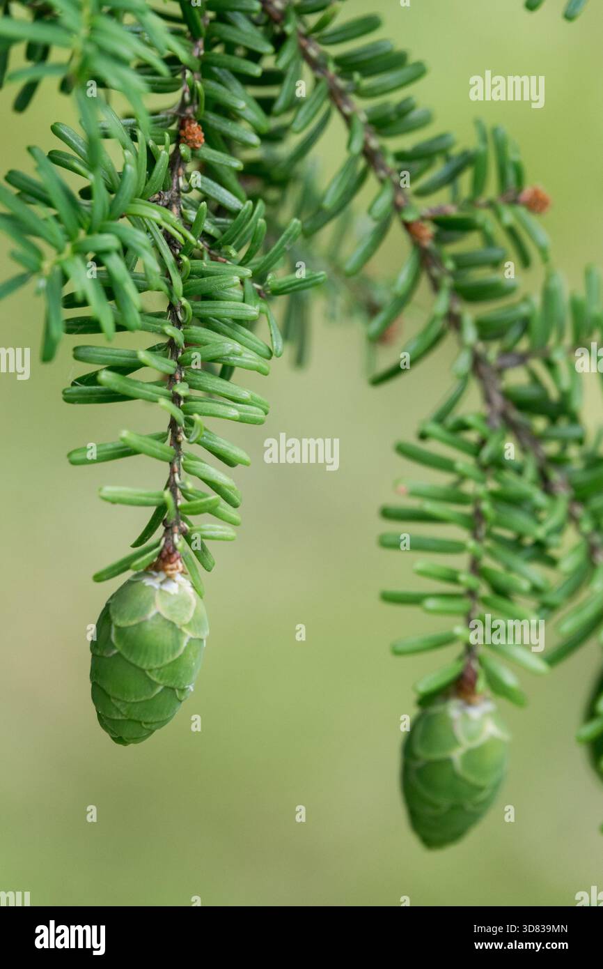 Northern Japanese Hemlock Cones Tsuga diversifolia Stock Photo - Alamy