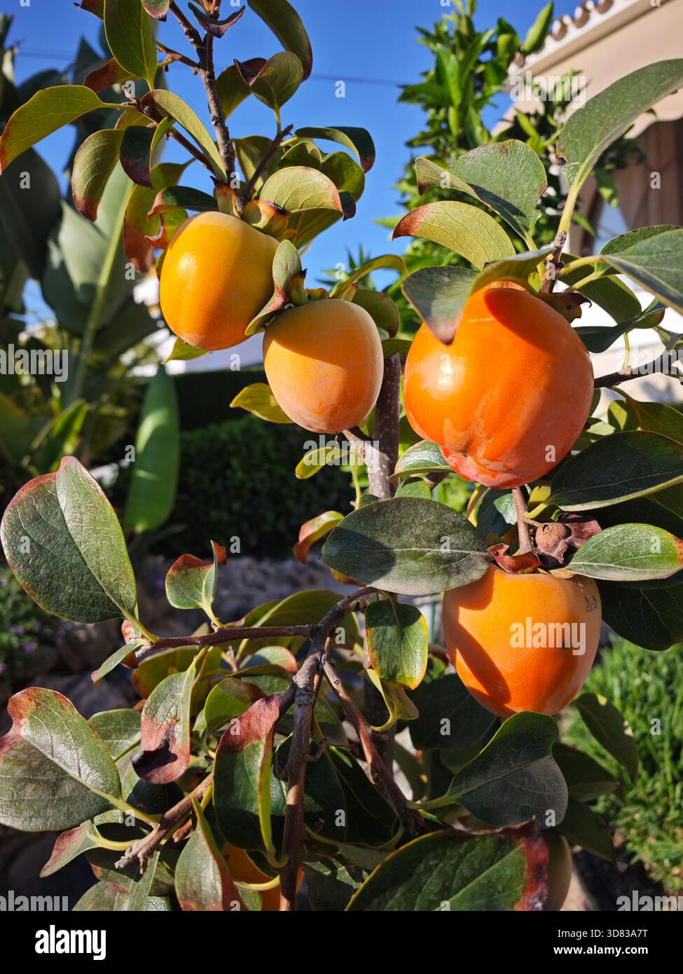 Persimmon tree in the persimmon orchard Stock Photo - Alamy