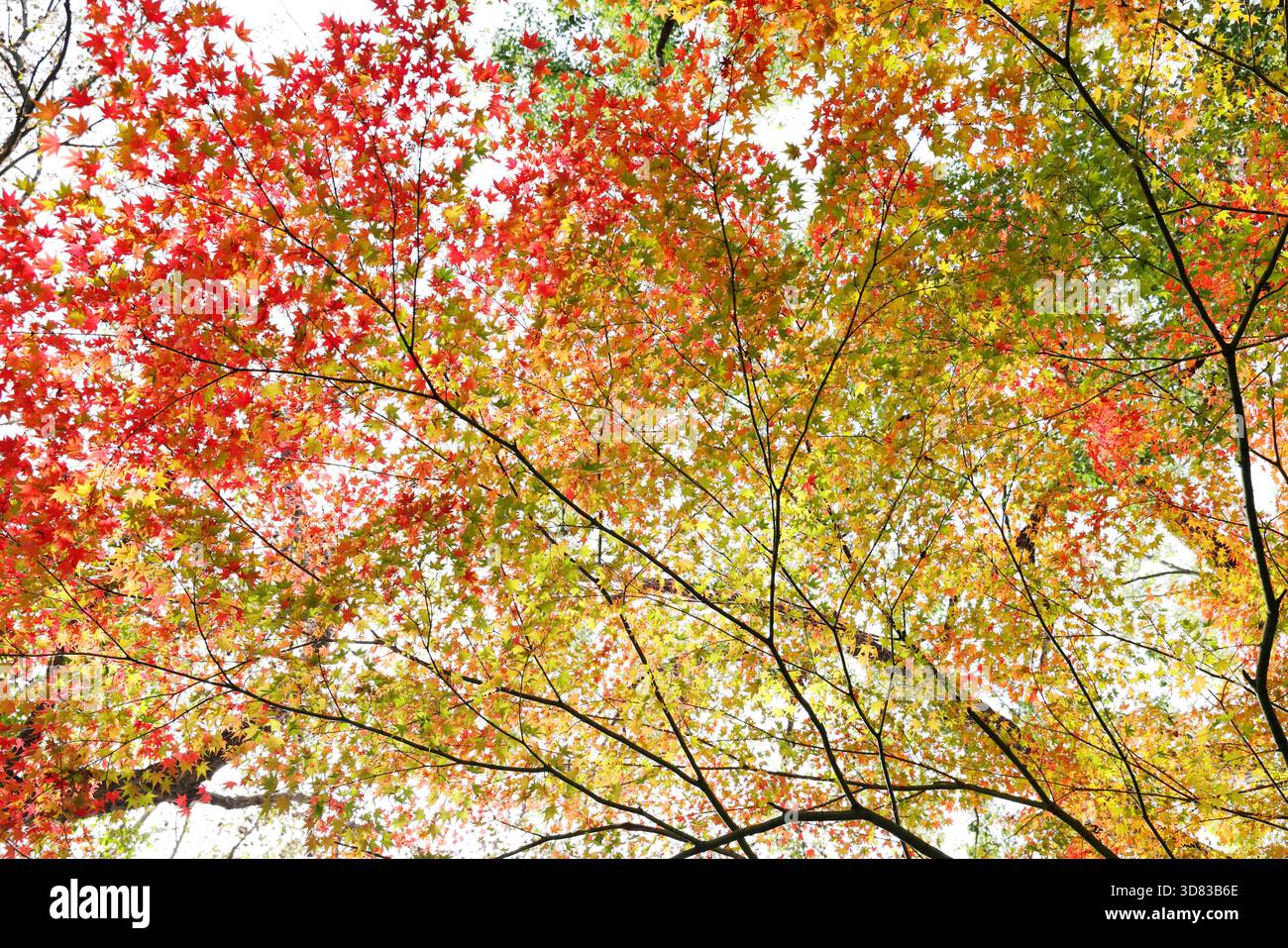 Maple leaves in Shanghai, China, 27 November, 2025. (Photo by ...